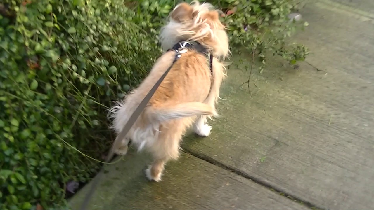 Morning Dog Walk - YouTube