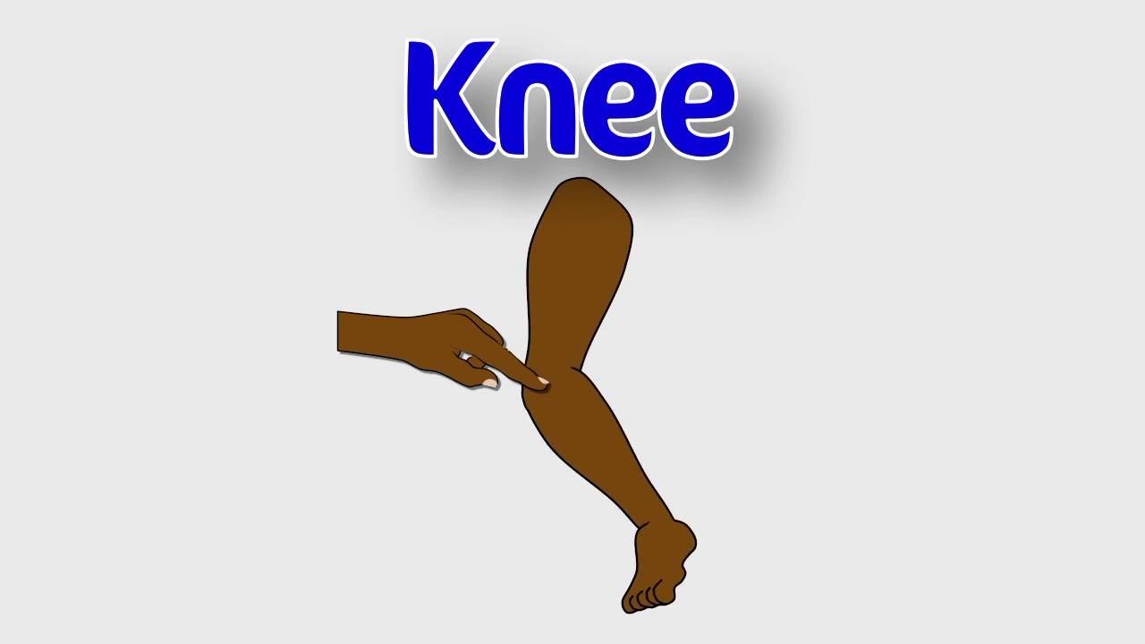 Parts Of The Leg - YouTube