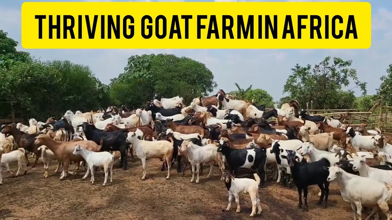 Inside the Most THRIVING GOAT Farm in Africa|| GOAT Business Farming ...
