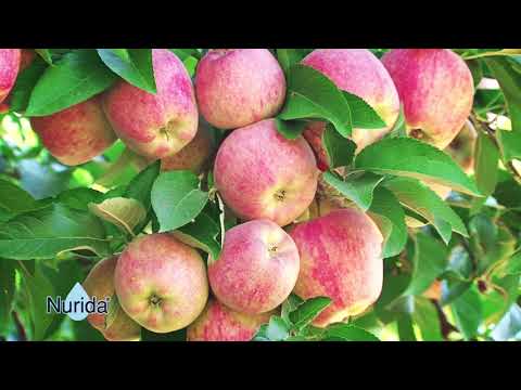 NURİDA - Damla sulamada benzersiz etki ve yüksek verim!