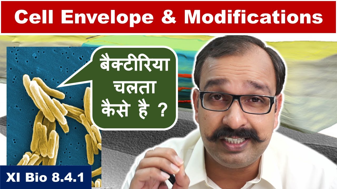 Cell Envelope and its Modifications बैक्टीरिया कैसे जिन्दा रहता है ...