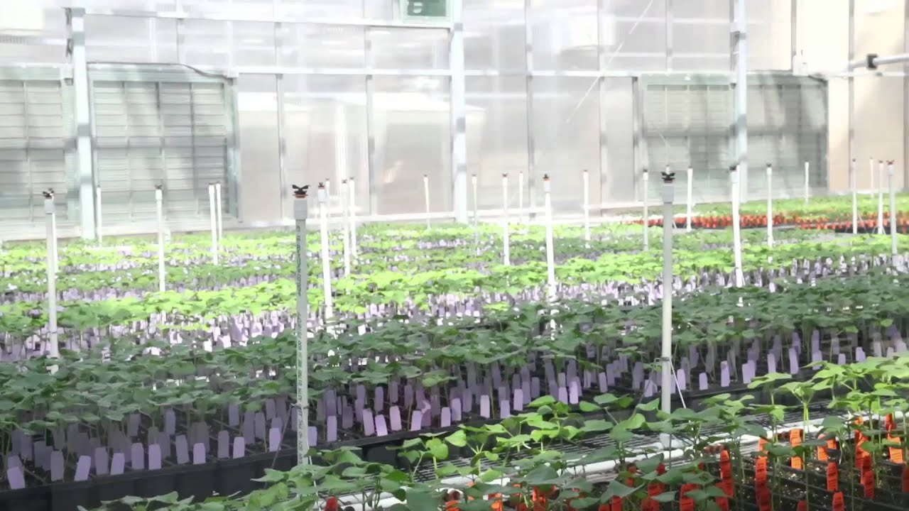 Texas Tech, Bayer CropScience Open Seeds Innovation Center - YouTube