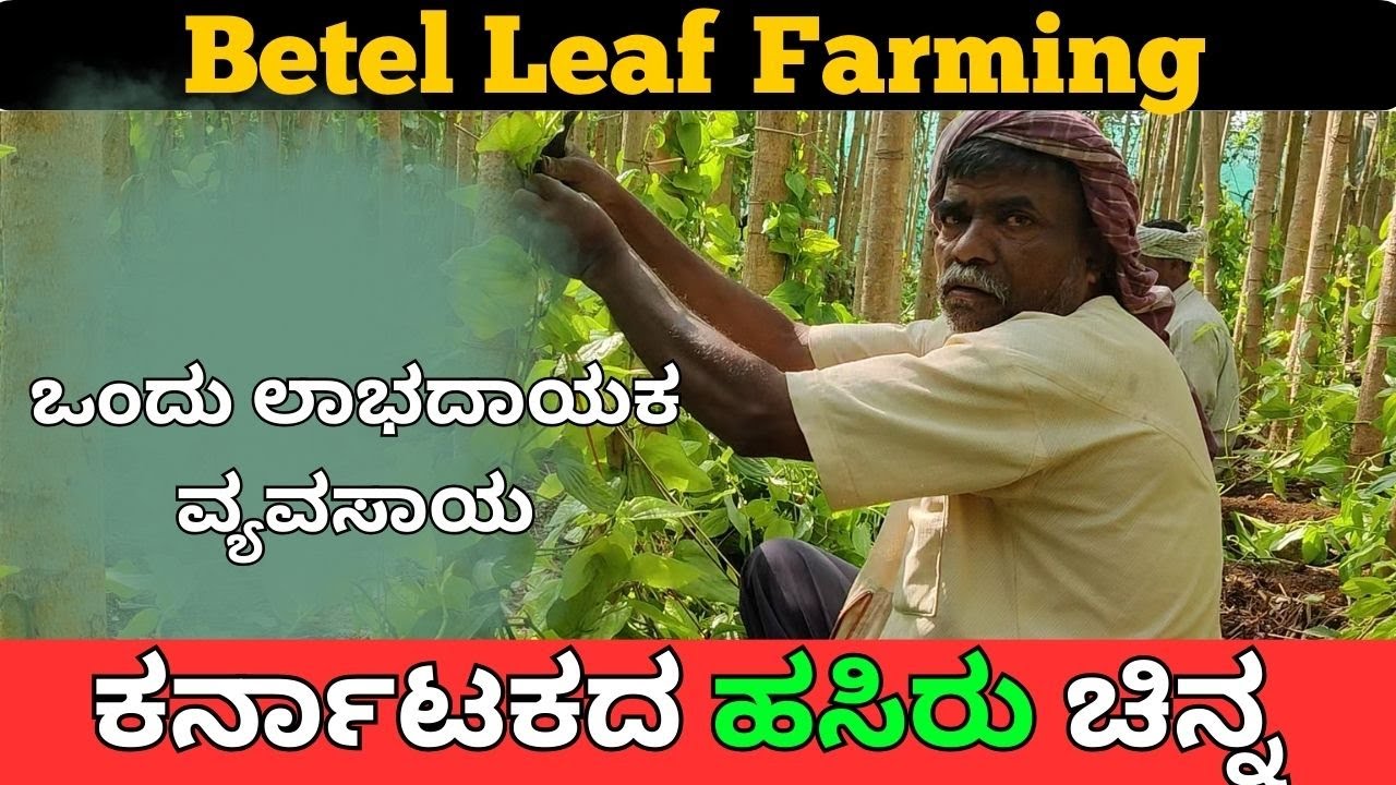 Betel Leaf🌿a Profitable Farming🤑 | Tips and Work in Betel leaf Farming ...