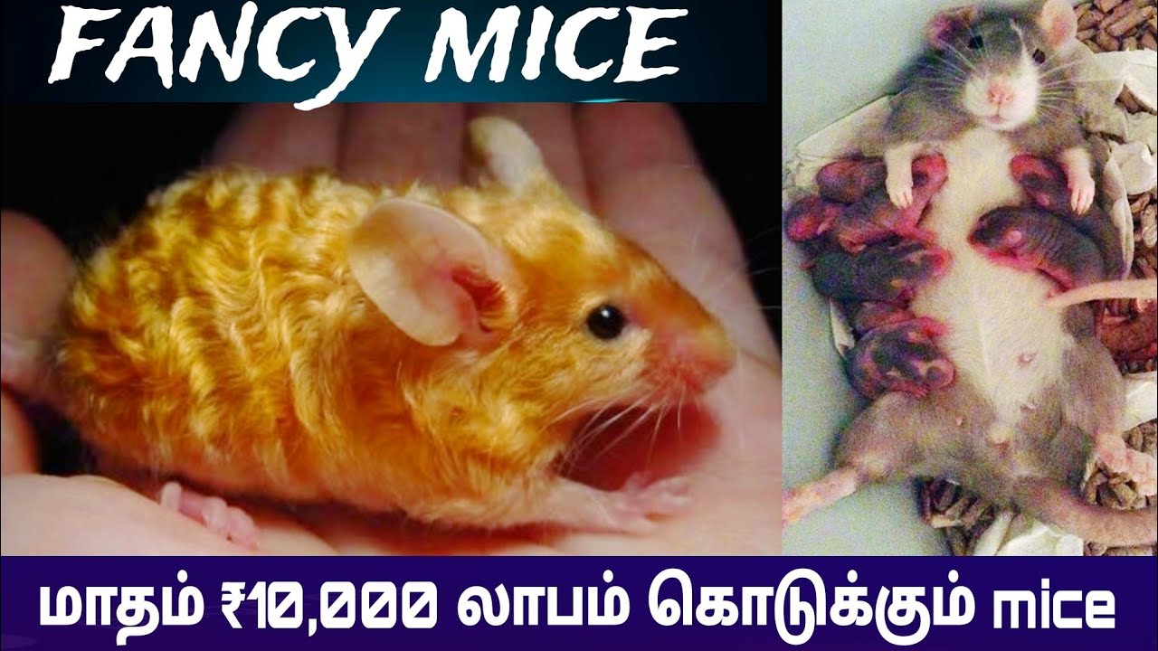 செலவே இல்லாமல் அதிக லாபம் எடுக்க fancy mice breeding - YouTube