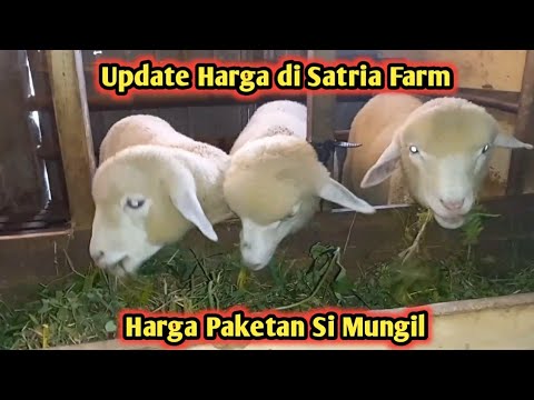 UPDATE HARGA DOMBA SATRIA FARM AKHIRNYA DIJUAL JUGA - YouTube