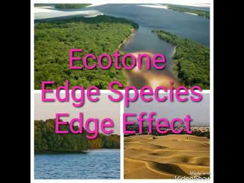 ECOTONE , EDGE EFFECTS ECOLOGICAL NICHE & EDGE SPECIES : NEET / AIIMS ...