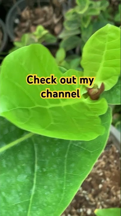 ficus tree plant exploding trick for make massive growth - YouTube