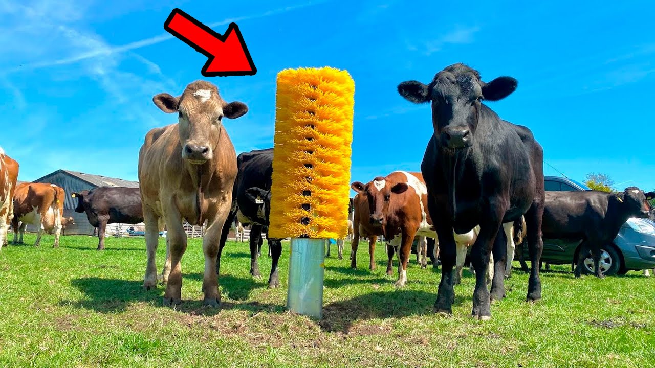 ESSA SIMPLES INVENÇÃO MUDOU A VIDA DE TODAS AS VACAS DO PASTO - YouTube