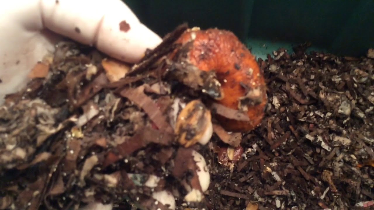 ENCs or Red Wigglers Mating Worms Update 5 - YouTube