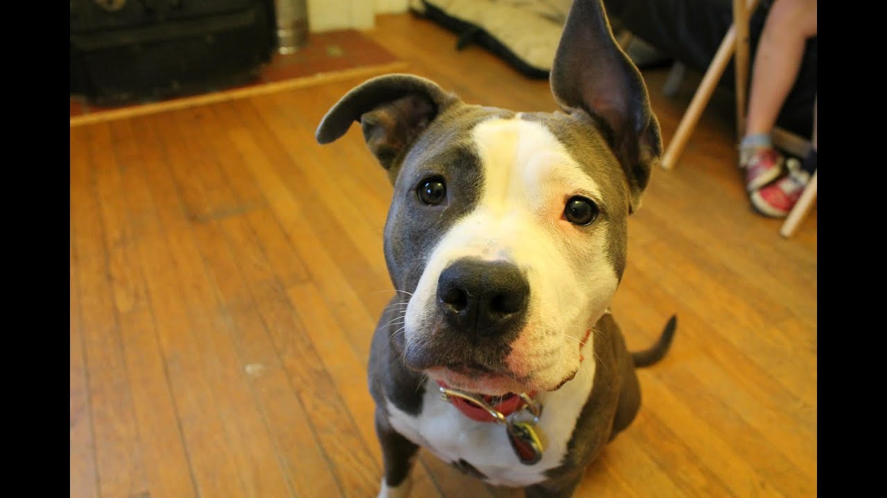 Home Alone: the Pitbull Saga - YouTube