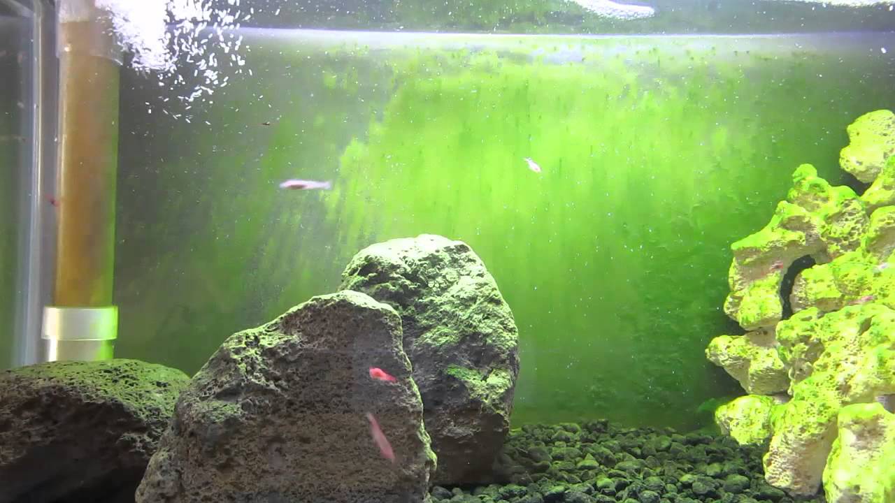 10-gallon Opae 'Ula Tank Has Gone Green 2-27-15 - YouTube