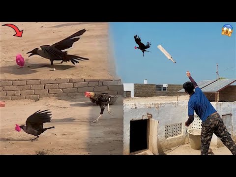 Crow Attack On Colourful Chicks 😭|| Hammad Pet House - YouTube