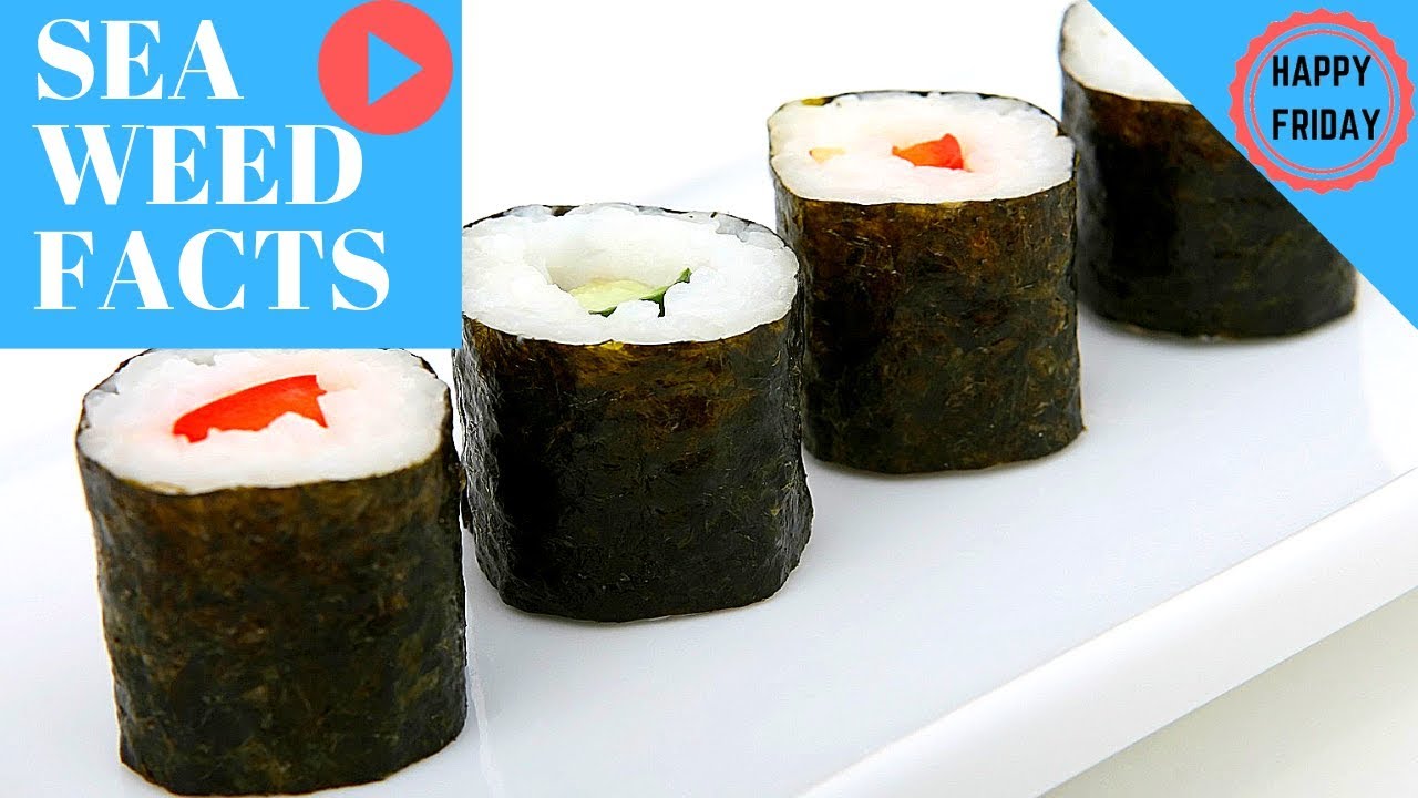 Seaweed facts and information - YouTube