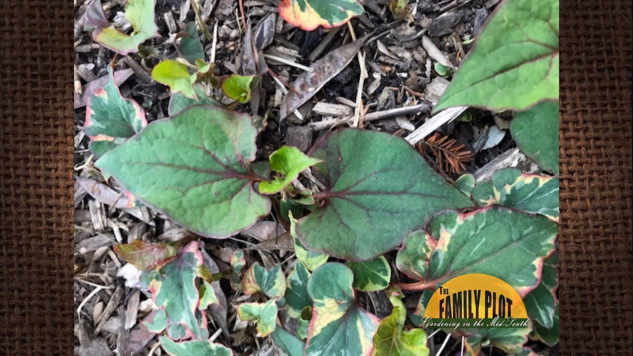 Q&A – What is this weed? - Chameleon Plant - YouTube
