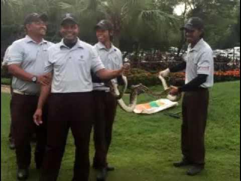 6 foot python removed from PGA tour golf course in Malaysia - YouTube