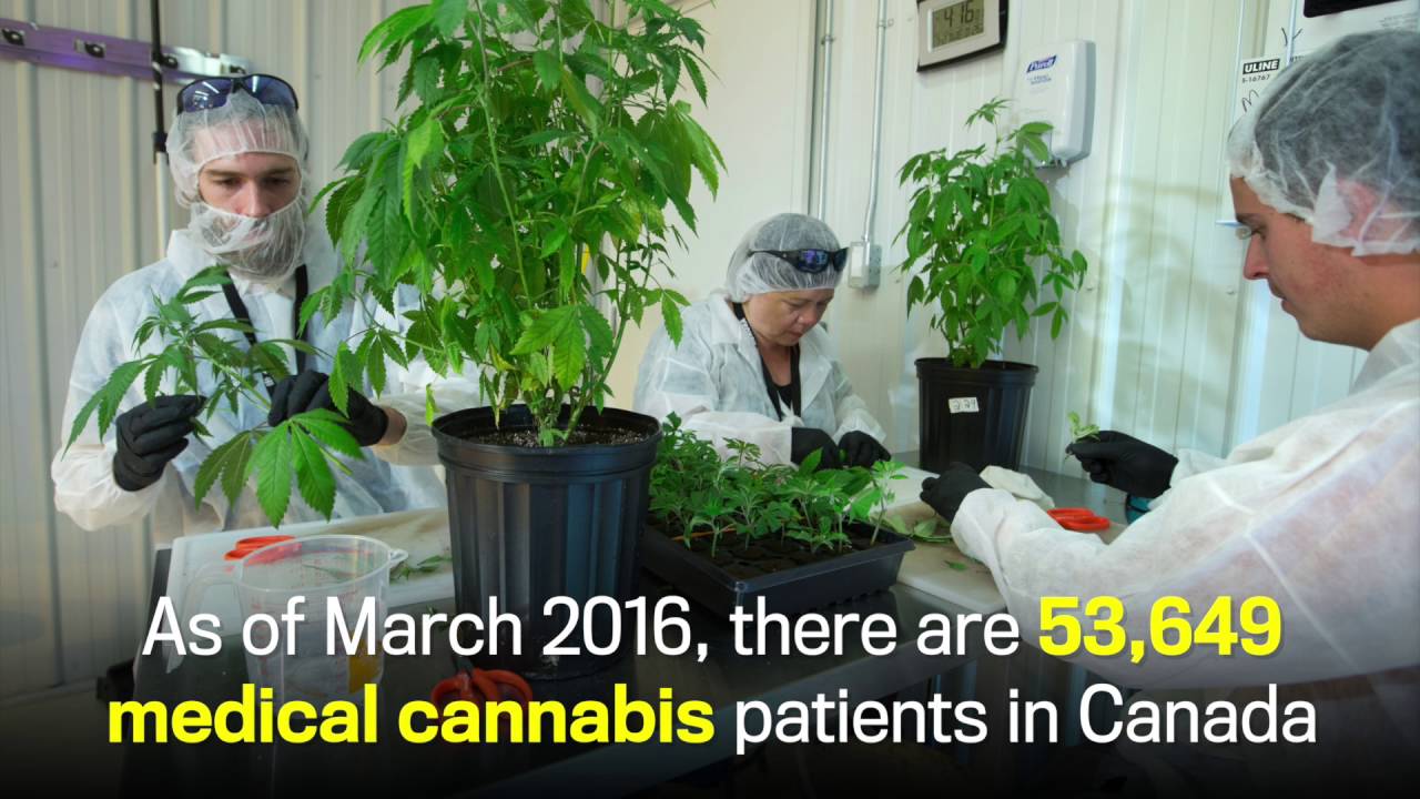 Take a look inside Alberta's only licensed medical marijuana facility - YouTube