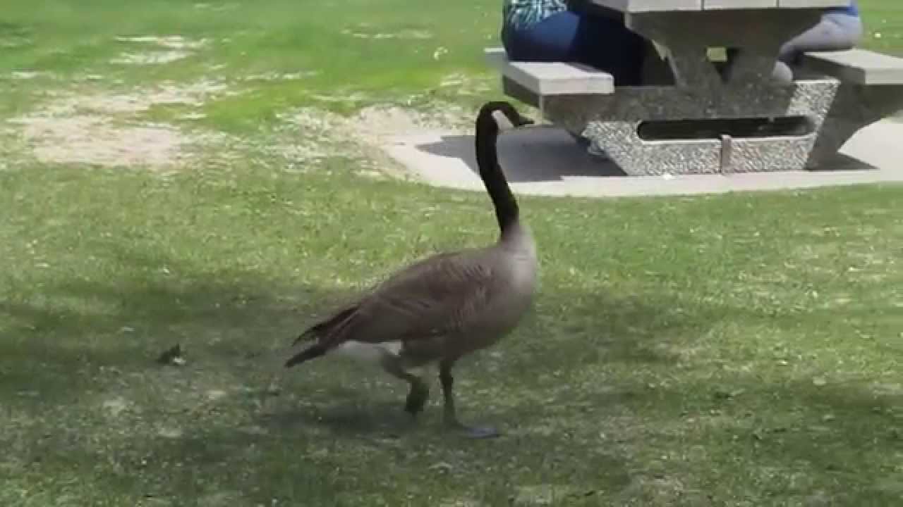 A Goose Speed Walking like he's in a race. - YouTube