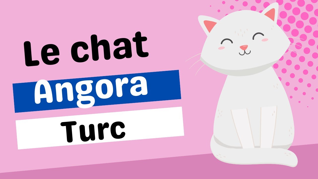 Le chat Angora Turc - Tout savoir sur cet animal! - YouTube