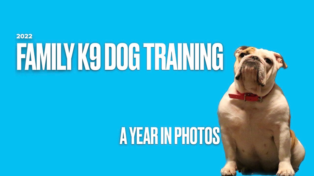 A year of dog photographs Montreal Dog Trainer Family K9 Dog Training ...