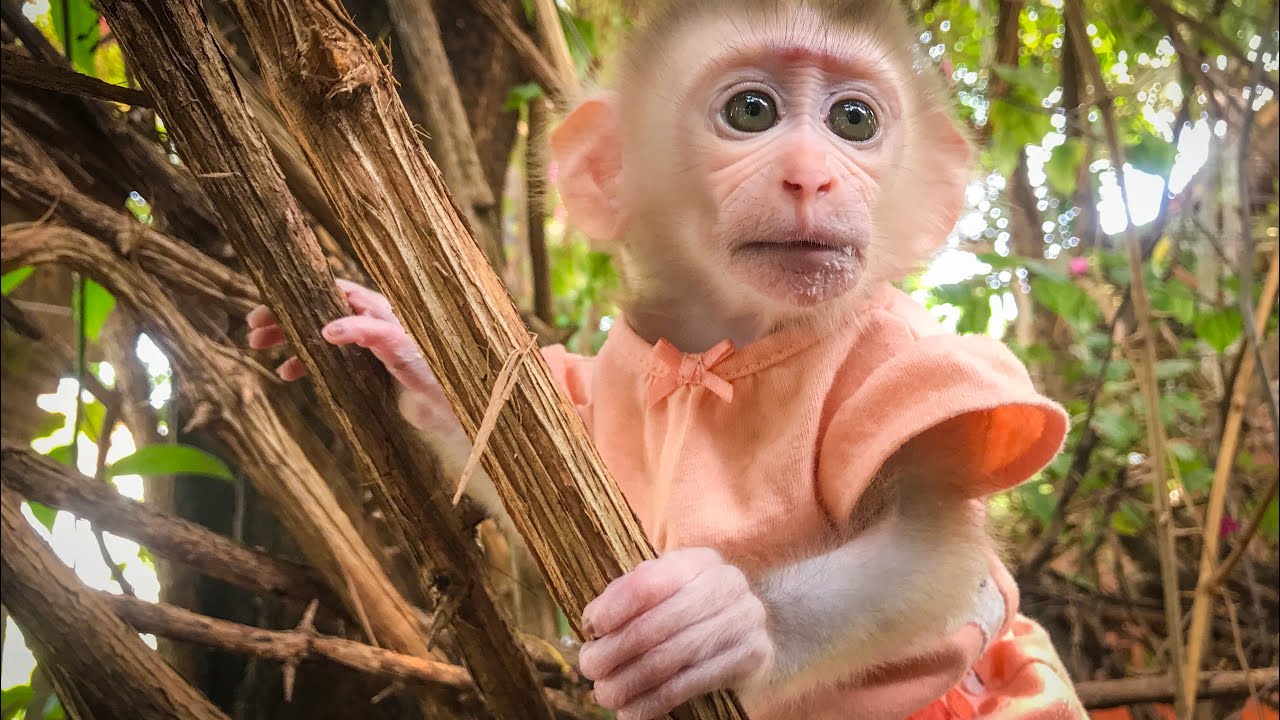 Today Surprise Monkey Ella Got New Cloth | Monkey Ella really happy and ...