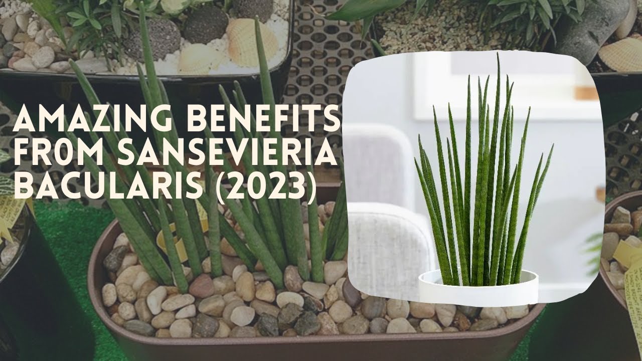 Amazing Benefit From Sansevieria Bacularis (2023) - YouTube