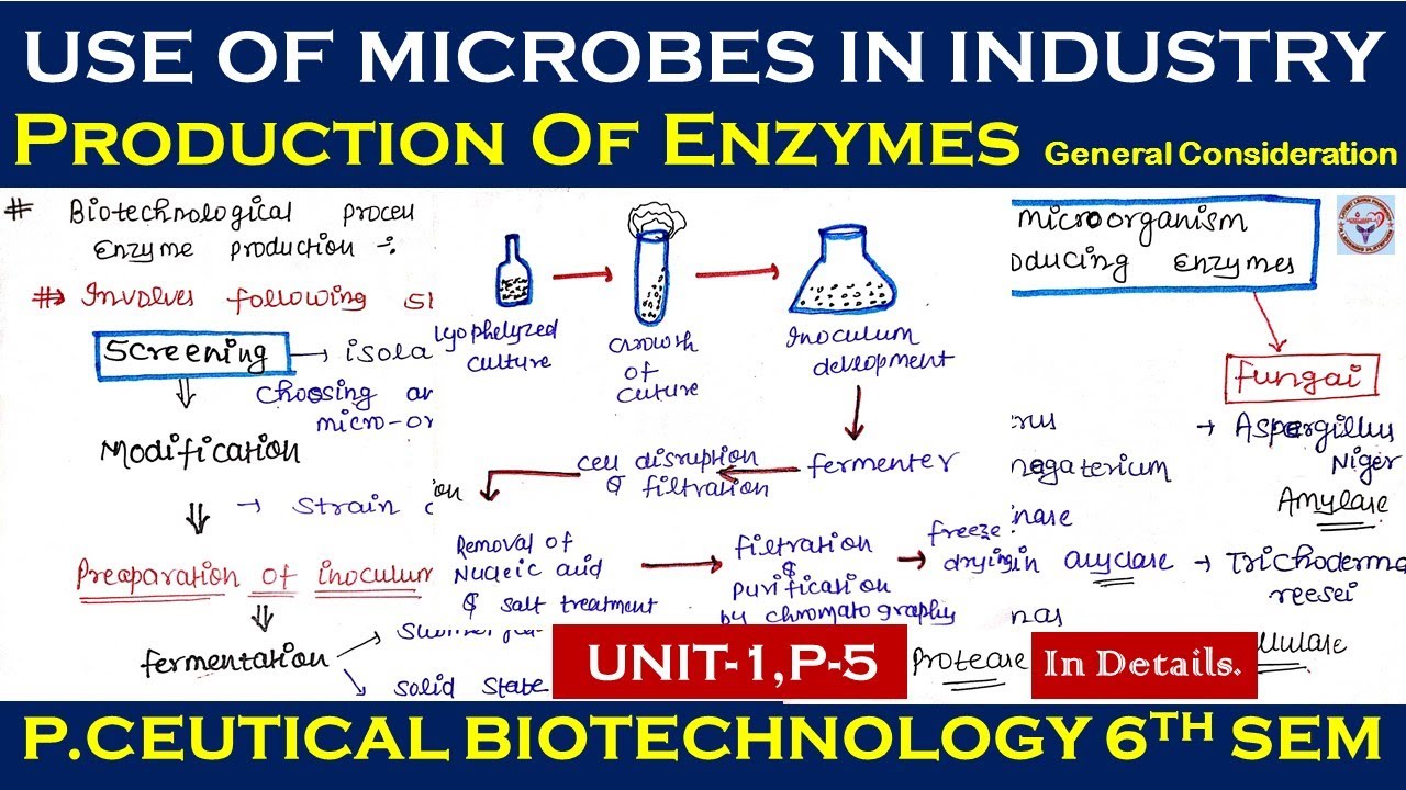 Use Of Microbes In Industry | Production Of Enzymes general ...