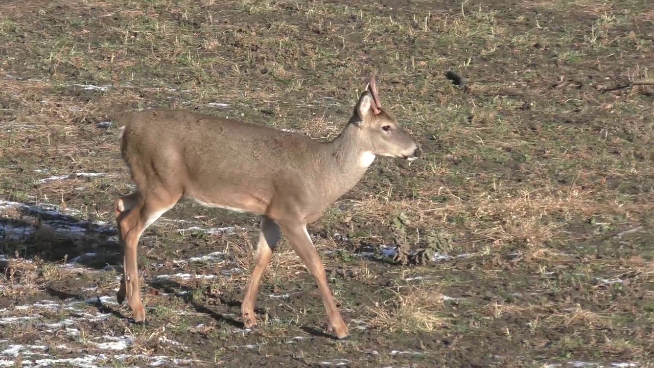 BUCK!! - YouTube