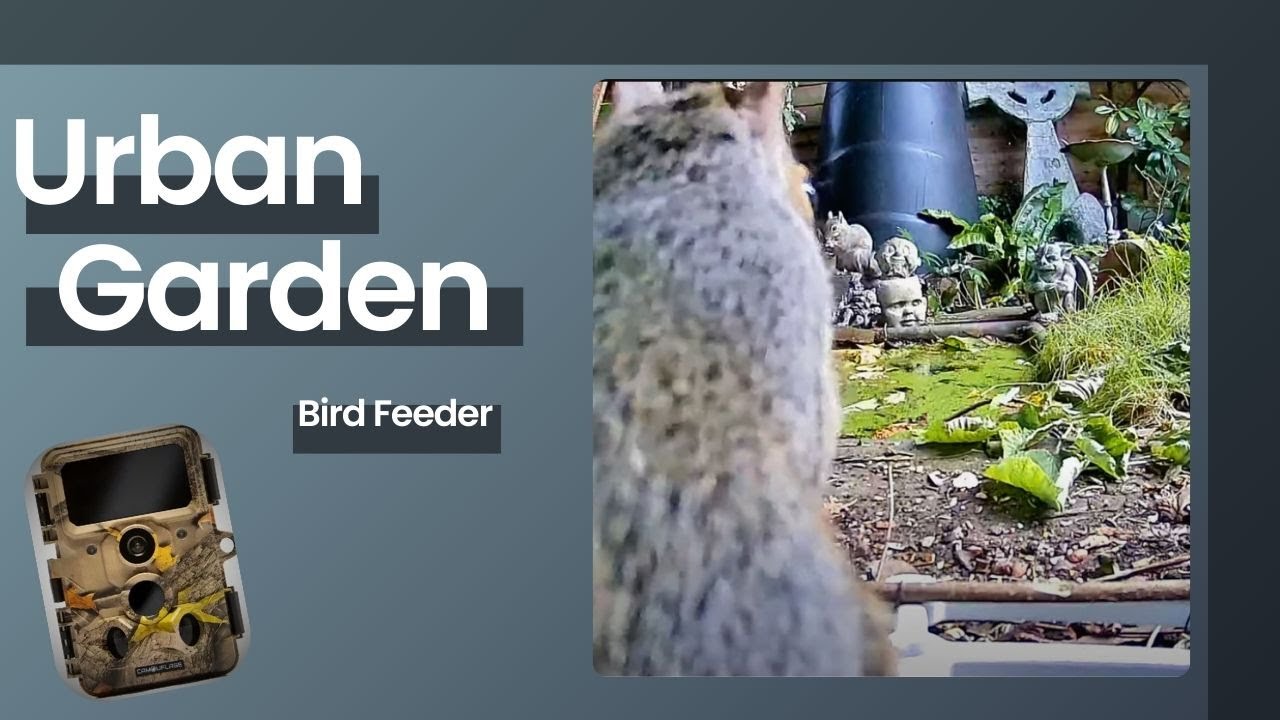 Wildlife camera - Garden feeder Broadcast TV for Cats - YouTube