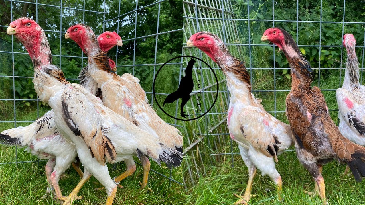 Wheat-colored shamo breeding hens - YouTube