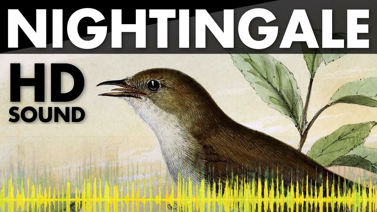 Nightingale Birds Singing Sounds - YouTube