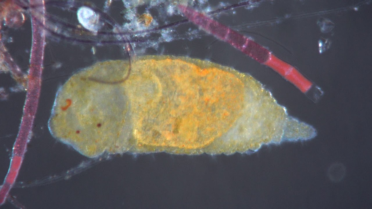 Dinophilus taeniatus miniature annelid - YouTube