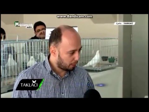 Aydın Yerlisi Güvercini Irkı Tanıtım Videosu 1