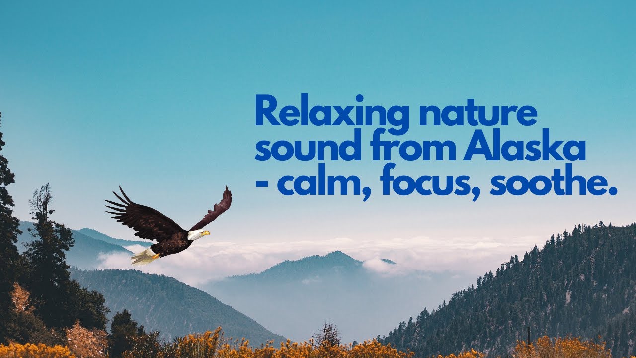 1 hour Alaska eagle ambient sound in nature - helps you relax, calm and ...