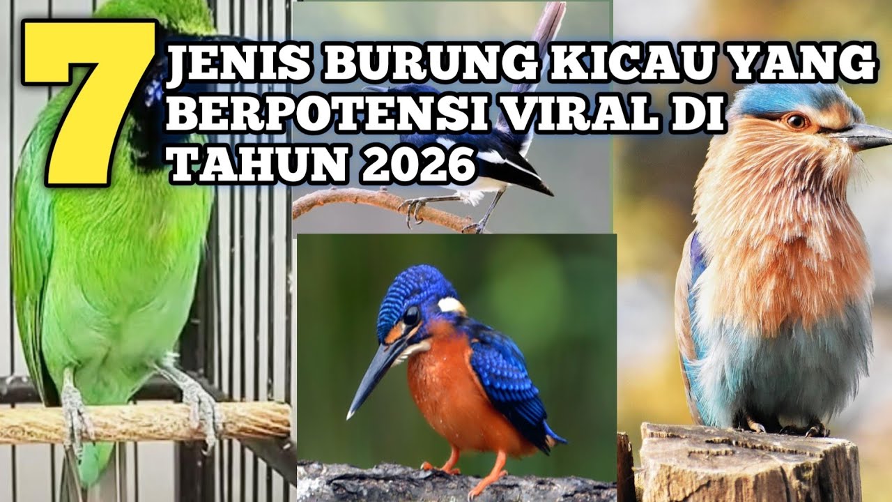Inilah 7 Burung Kicau yang Akan Booming di 2026! Pecinta Kicau Wajib ...