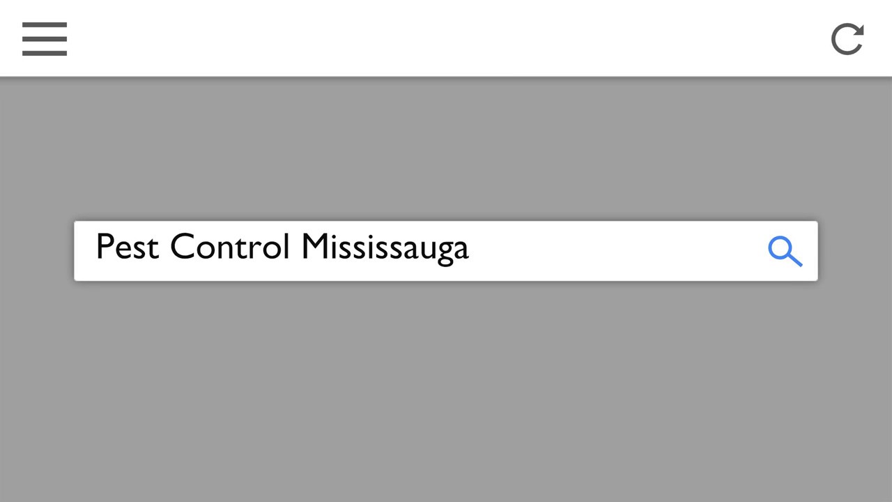 GTA Toronto Pest Control - Mississauga - 647-799-2380 - YouTube