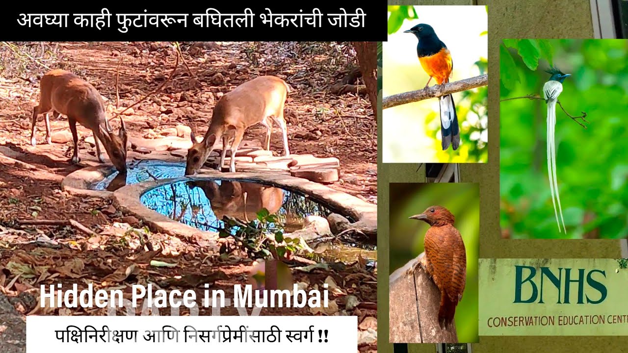 BNHS CEC Mumbai | Places to visit near Mumbai | Barking Deer🦌, Leopards ...