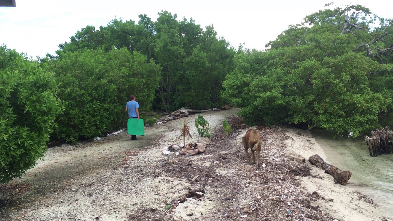 Pampered Pig on Belize Island Paradise - YouTube