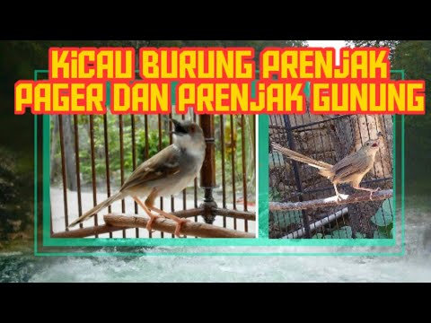 Kicau Burung  Ciplek / Prenjak Pager dan Ciblek Gunung Gacor