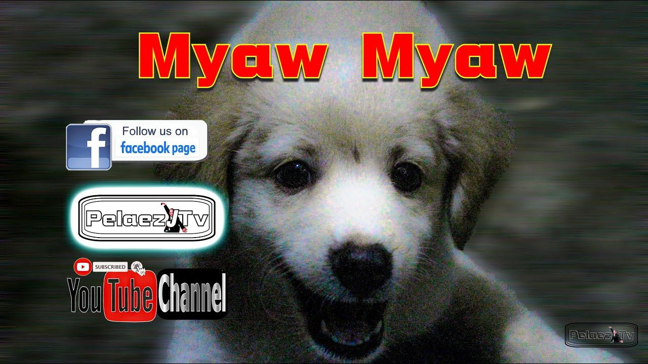 Puppy 🤣 Myaw Myaw Myaw 🤣 - YouTube