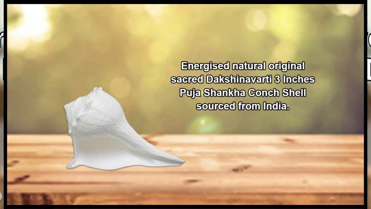 Natural Pure Traditional Dakshinavarti Shankh Valampuri Sangu Conch ...