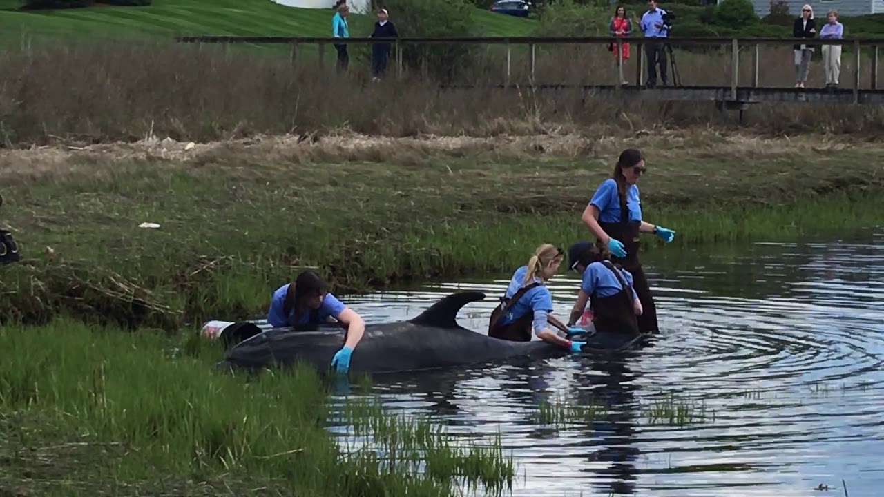 Dolphin beached in Barrington - YouTube
