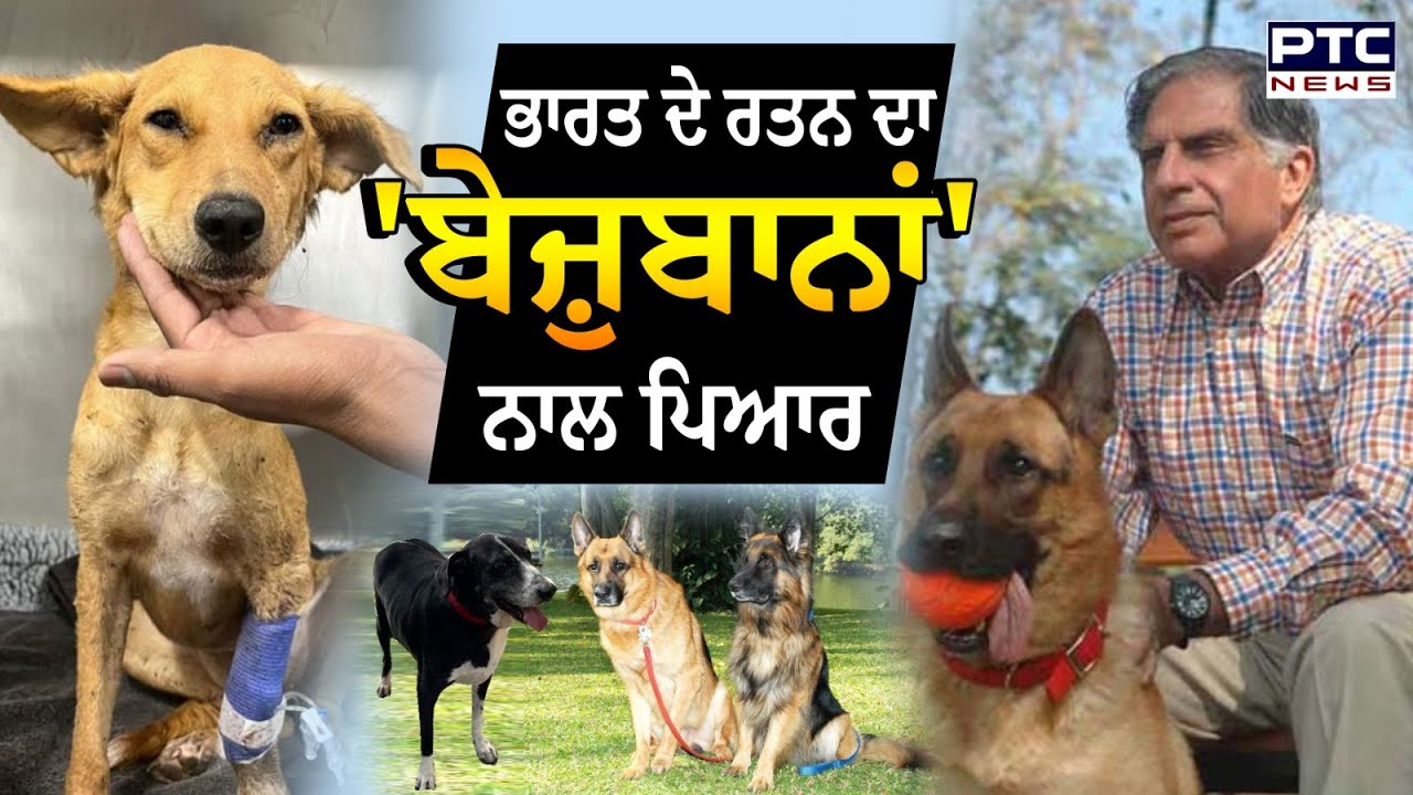 Ratan Tata Love For Dogs : ਆਪਣੇ ਪਾਲਤੂ ਕੁੱਤੇ ਕਰਕੇ ਪ੍ਰਿੰਸ ਚਾਰਲਸ ਕੋਲ ਨਹੀਂ ...