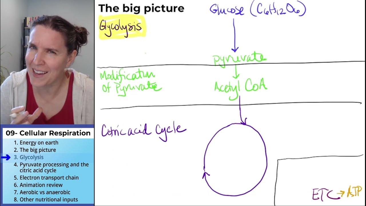 Cellular respiration 3- Glycolysis - YouTube