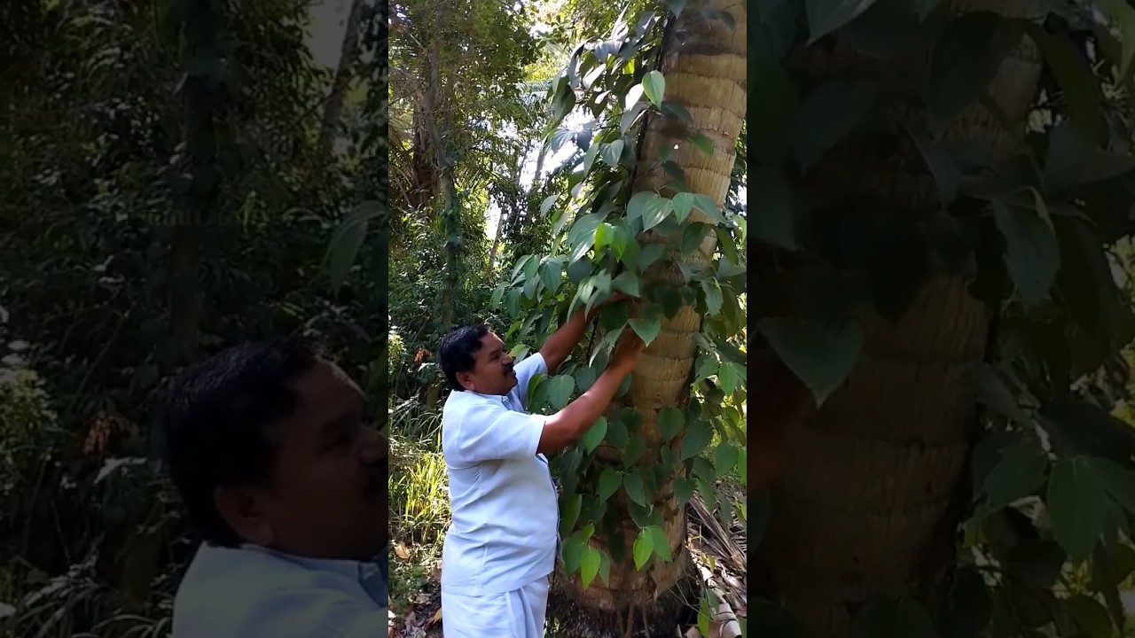 செடி மிளகு தனி ரகம் இல்லை || Er kalappai || #agriculture #ஏர்கலப்பை # ...