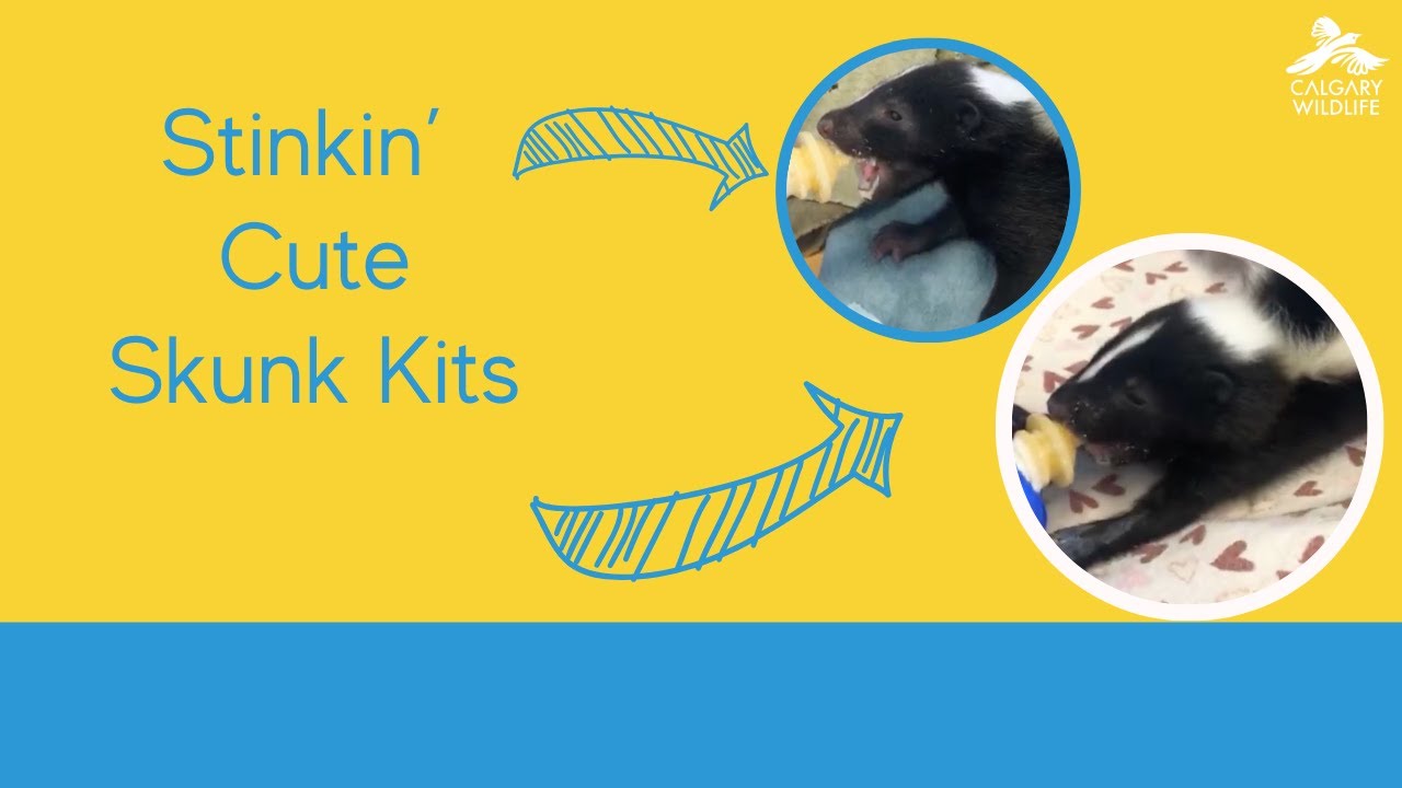Skunk Kits Baby Shower 2024 - YouTube