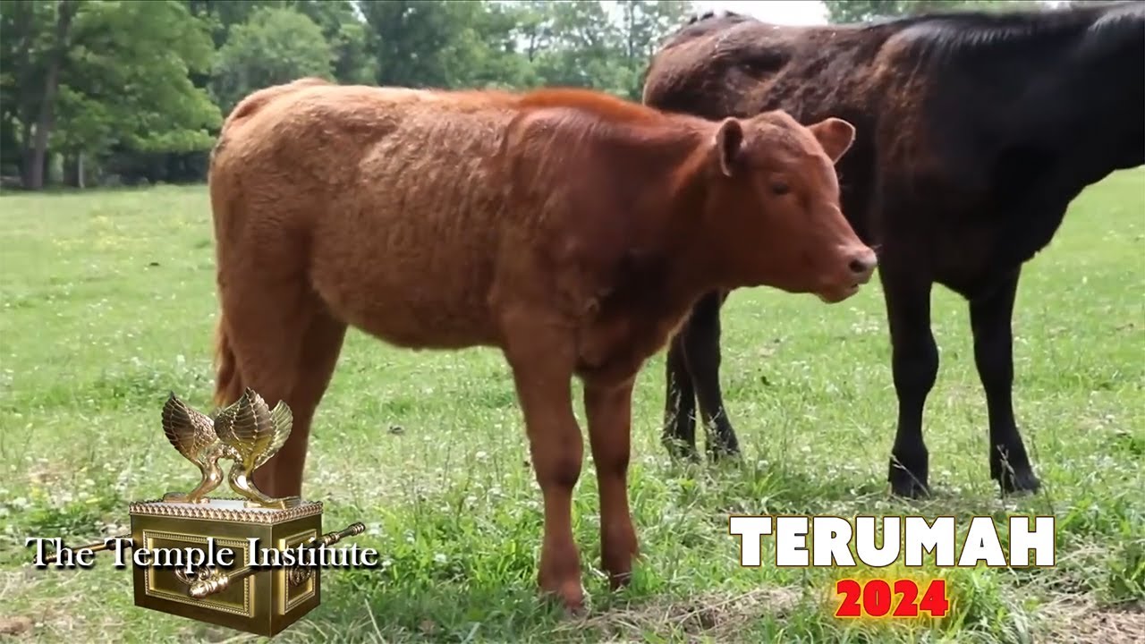 Ashes of the Red Heifer! - YouTube