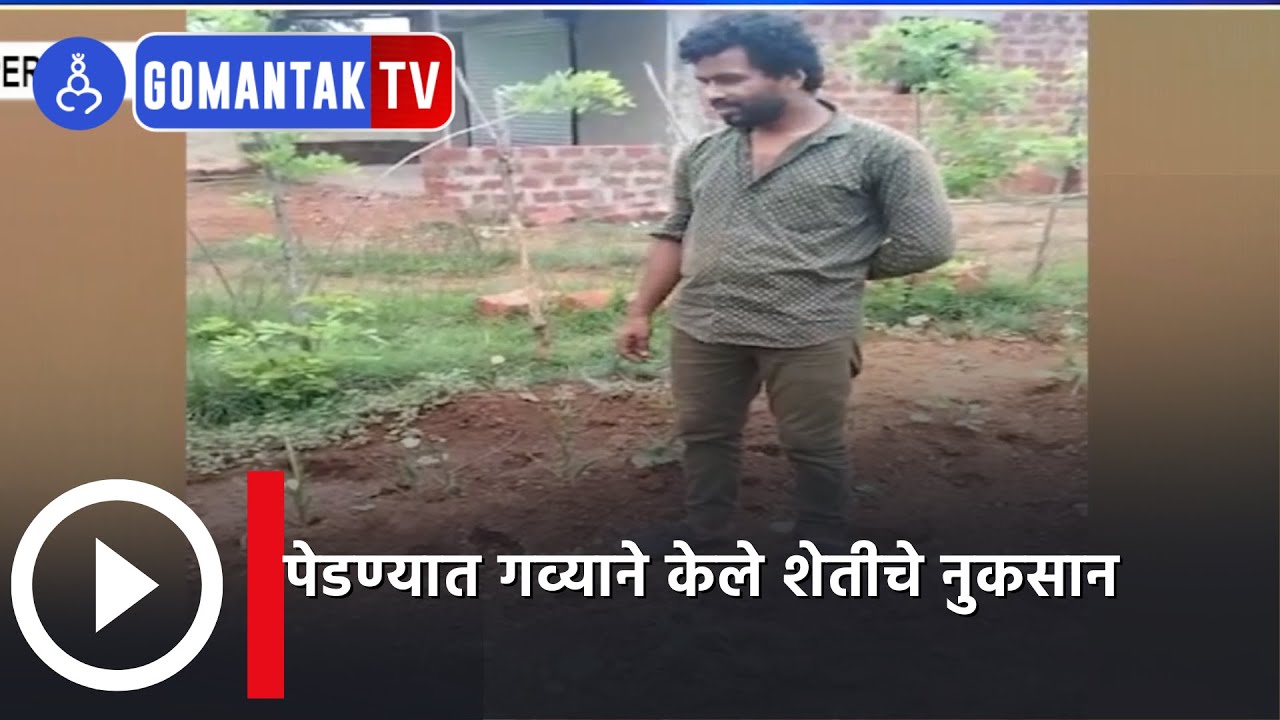 पेडण्यात गव्याने केले शेतीचे नुकसान | Bison distroy farm at Pernem ...