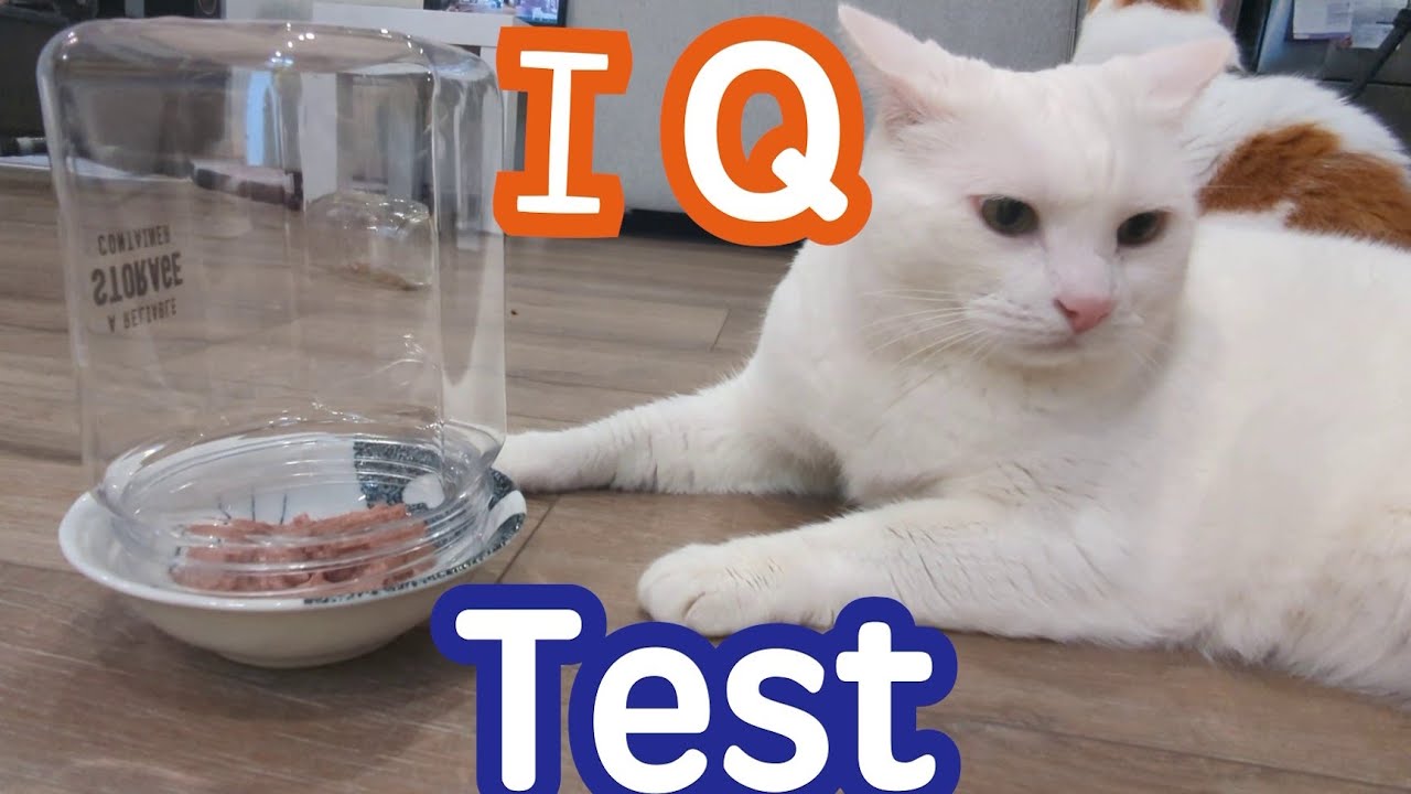 Funny Cat - IQ Test - I have a Smart Cat 😻 - YouTube