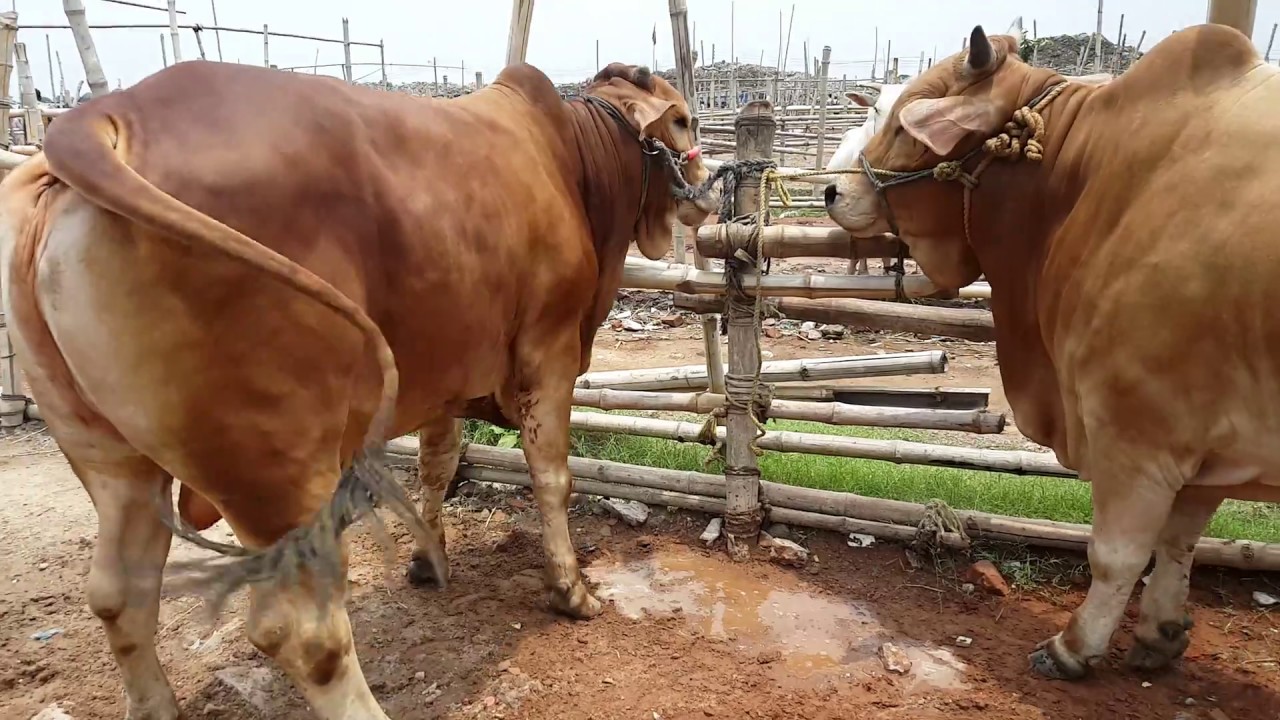 Very Good quality cow video in market 2018।Cow video - YouTube