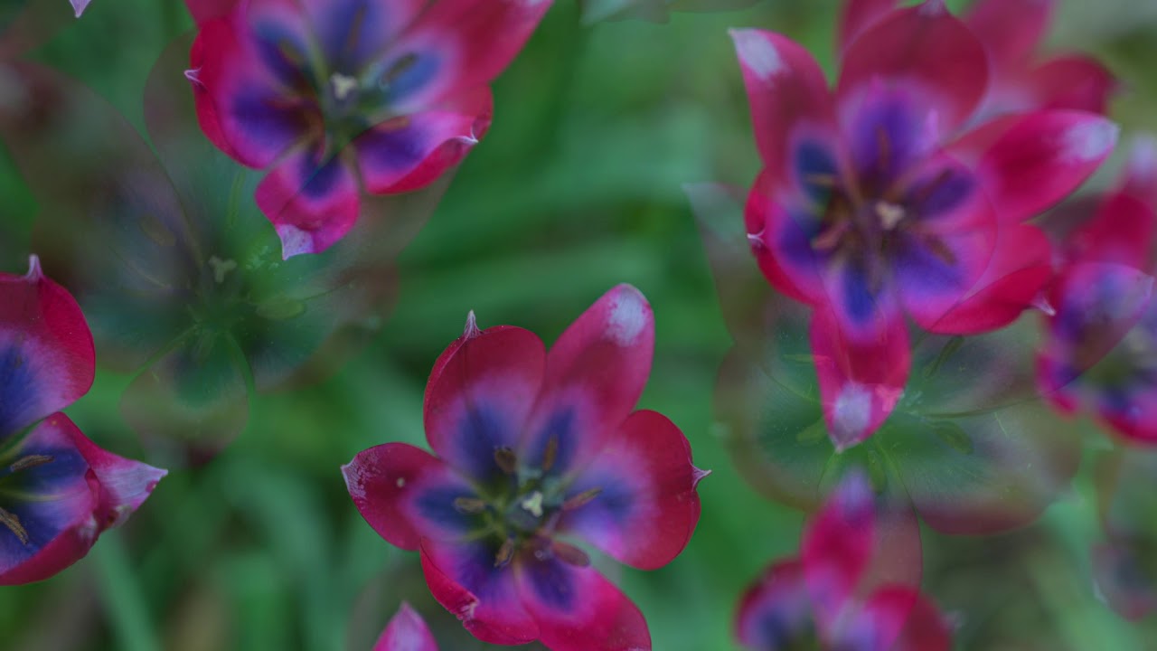 FLOWERS MEMORIAL DAY Apple ProRes 422 LT - YouTube